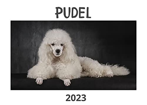 Pudel: Kalender 2023 von Bibi Hübsch - Sonstige Einbände
