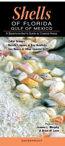 SHELLS OF FLORIDA-GULF of Mexico: A Beachcombers Gui... | Livre | état ...