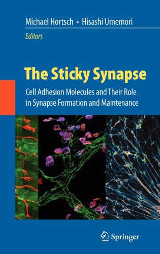 The Sticky Synapse: Cell Adhesion Molecules and Their Role in Synapse ...