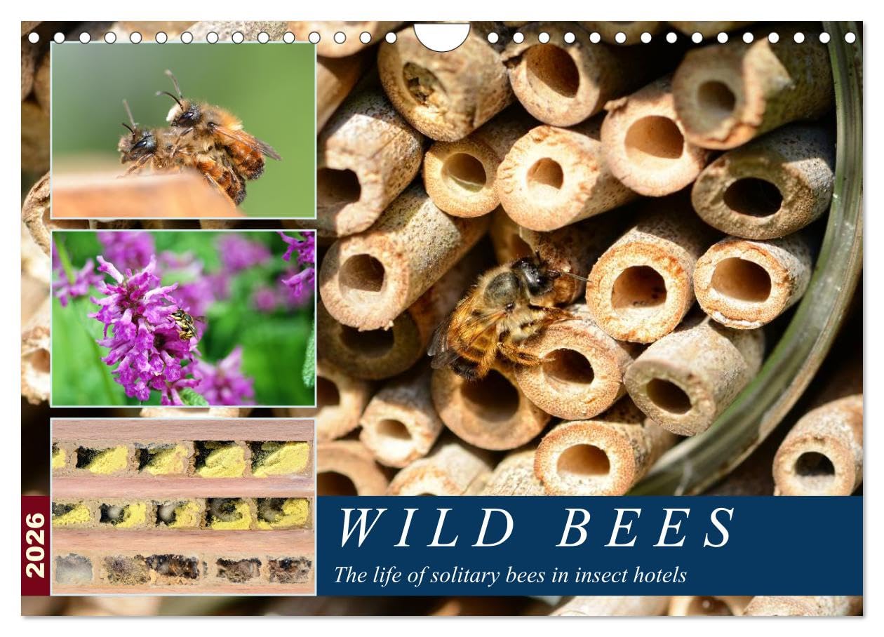 Wild bees - The life of solitary bees in insect hotels (Wall Calendar ...